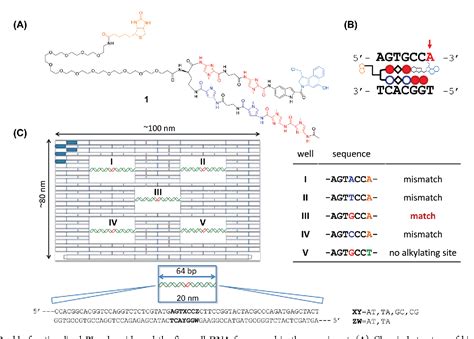 Figure 1 From Sequence Selective Single Molecule Alkylation With A