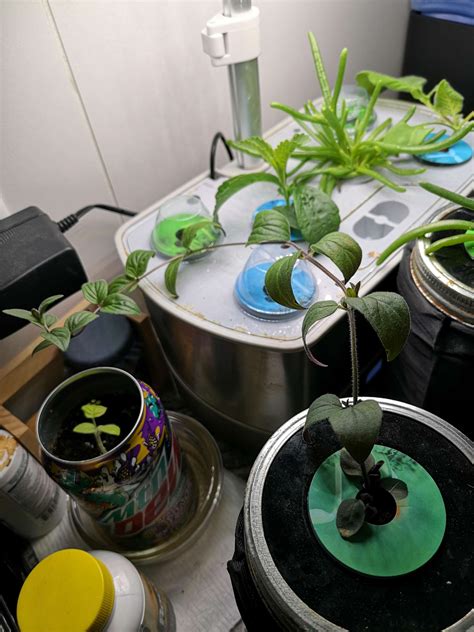 Glomus Intraradices Successfully Infested R Aerogarden