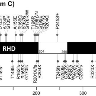 Protein Schematic Of RUNX1 Isoform C With Germline RUNX1 Variants Download Scientific Diagram