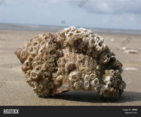 Shell Barnacles 01 Image And Photo Free Trial Bigstock