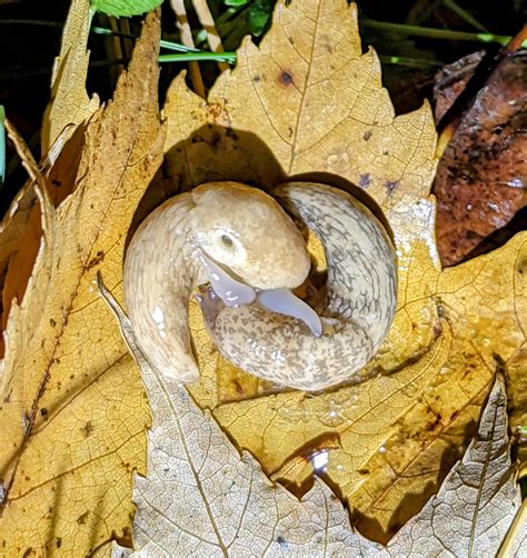 Is This Slug Sex Also What Kind Are They NE Ohio R Whatsthisbug