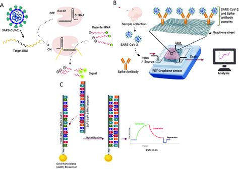 Biosensors For Diagnosis Of Viral Infections A In Crispr Based Download Scientific Diagram