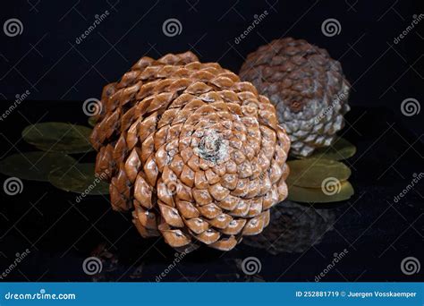 Biological Example Of Fibonacci Spirals Stock Image Image Of Geometry