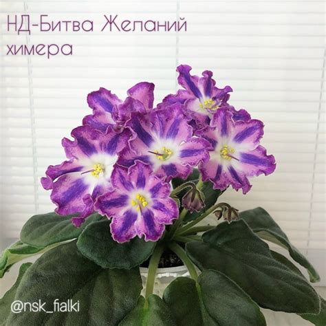 НД Битва Желаний Химера от сорта НД Уральские Самоцветы Селекция Н