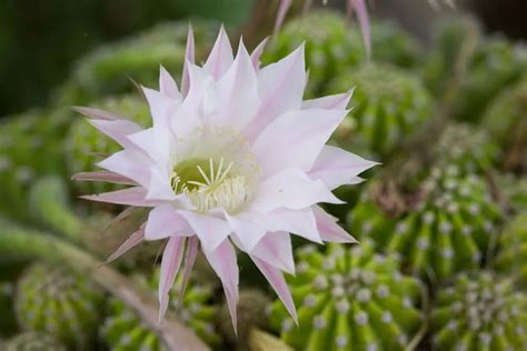 Types Of Cacti To Consider A To Z Cactus Database