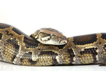 Free Python Logo Png Image Nohat Cc