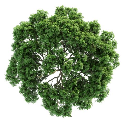 Tree Top View Png Free Download Rose Png
