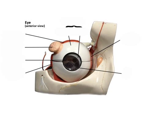 Eye Model Biol 1220 Labelling Quiz