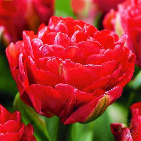 Тюльпан Памплона Tulipa Pamplona купить луковицы в Москве по низкой цене доставка почтой по