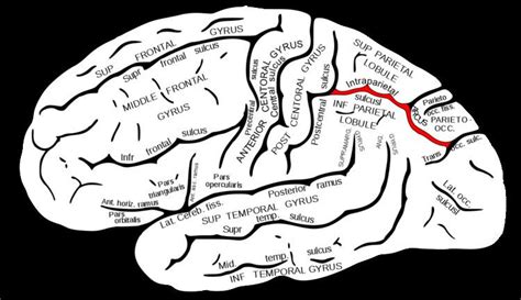 Intraparietal Sulcus Alchetron The Free Social Encyclopedia