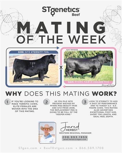 Stgenetics Beef What A Gorgeous Female Sired By H Fhf Advance 628 Et Reg 43720817 Who Was