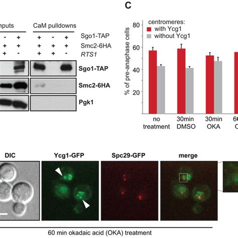 Centromeric Localization Of Condensin Does Not Require Pp2as