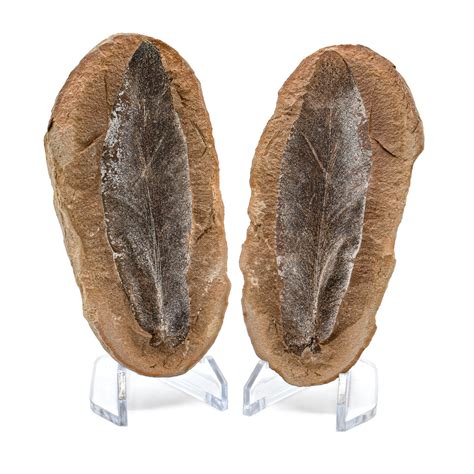 Carboniferous Fossil Plant 10 24 Lepidodendron Branches And Leaves Mini Museum