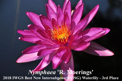 Homepage International Waterlily And Water Gardening Society