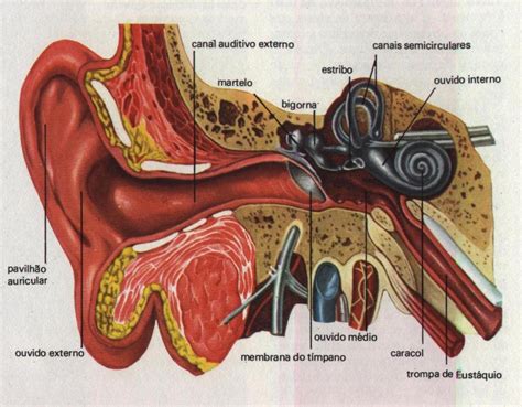 Partes Do Ouvido Interno