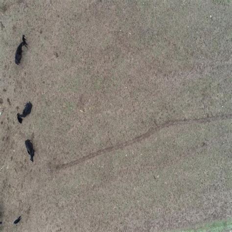 wildlife object detection dataset by ls01