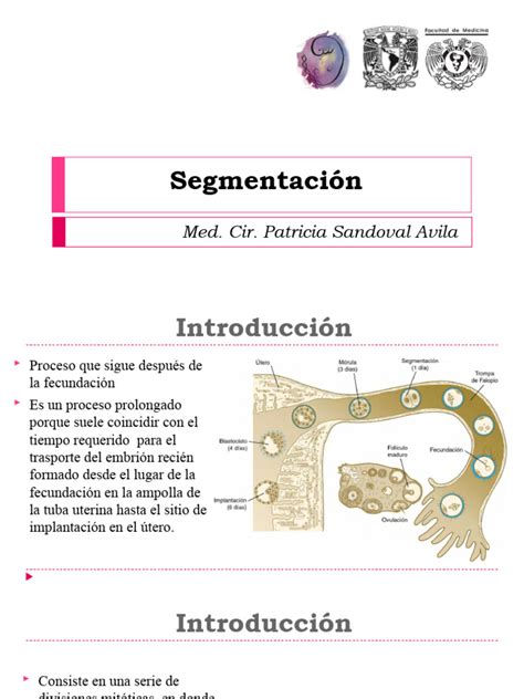 Segmentación E Implantación Psa Pdf Gemelo Biología Del Desarrollo
