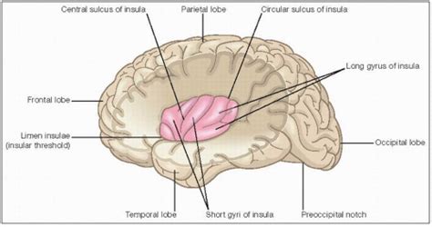 Insular Lobe Epilepsy Neupsy Key