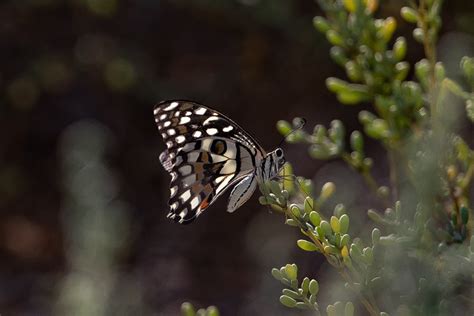 Birds Of Saudi Arabia Citrus Swallowtail Uqair