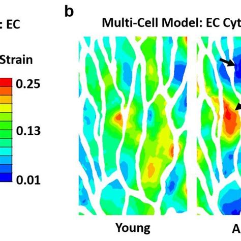 Material Properties Of The Endothelial Cell And Subendothelial Matrix Download Scientific