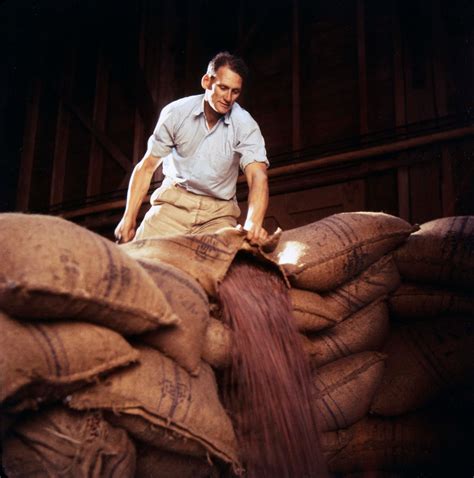 Cocoa Beans Being Processed In Tasmania S Cadbury Factory 1960 R