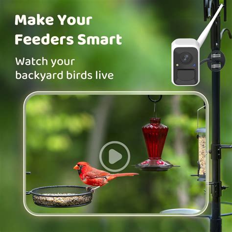 Birdfy Cam Motion Detection Bird Camera