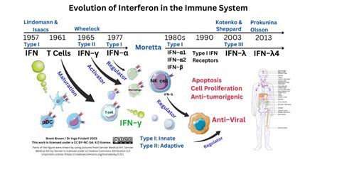 Dr Jekyll And Mr Hyde From Two Branches Of Immune Response To Three