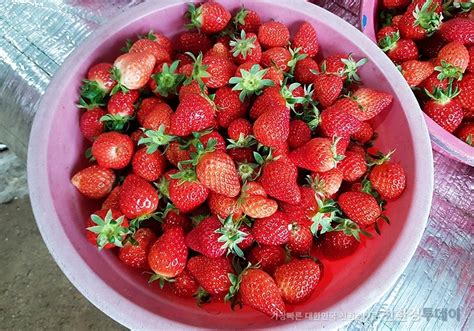 위대한농부 충남 논산 논산유기농딸기연합회 작목반 김홍제 농부 친환경투데이 그린버스 신문사 Greenverse Press