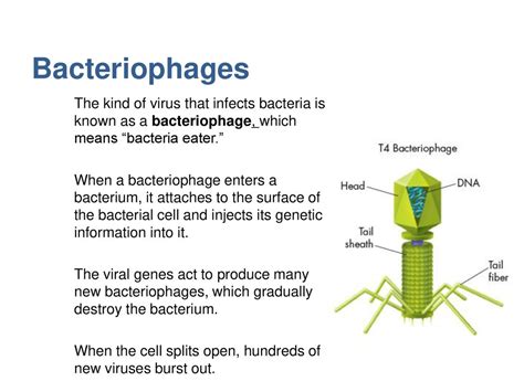 Identifying The Substance Of Genes Ppt Download
