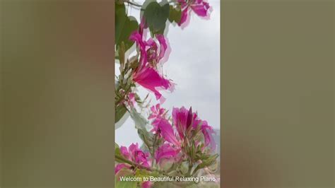 상쾌한 아침을 여는 힐링음악 Youtube