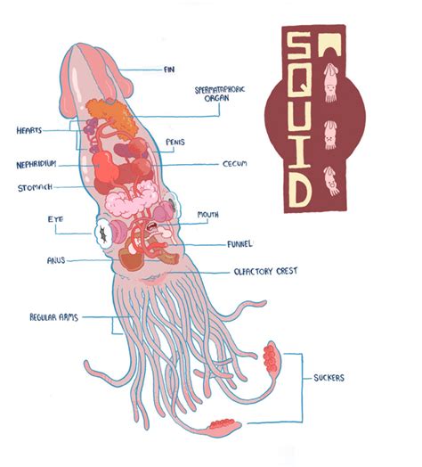 What Are The Parts Of A Squid At Ellie James Blog