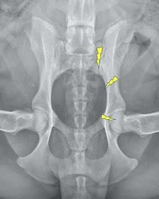Conservative Management Of Pelvic Fractures Cave Veterinary Specialists