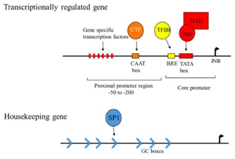 gene structure and function flashcards quizlet