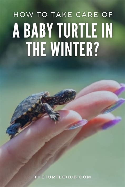 Pin On Turtle Tank Setup Ideas And Care
