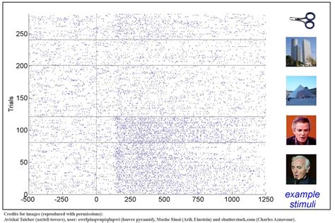 Identified Neurons In The Human Visual Cortex That Selectively Respond To Faces