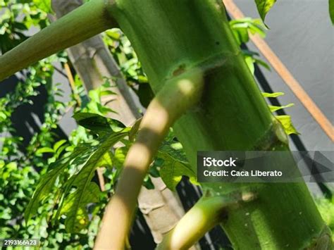파파야 잎 삽입 잎자루와 줄기 사이의 연결 유니온 포인트 파파야 잎을 줄기에 삽입합니다 0명에 대한 스톡 사진 및 기타 이미지 Istock