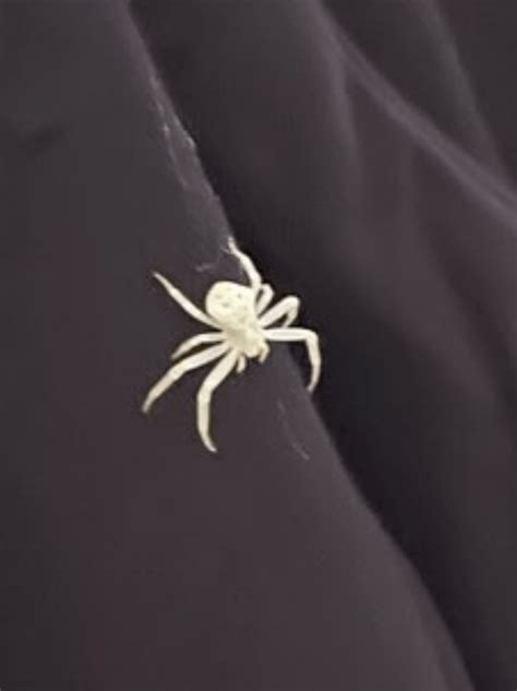 Albino Spider South Australia Raustralianspiders