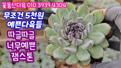 24810 🌸따글따글 예쁜 잼스톤 강추 오늘도 무조건 5천원 예쁜다육들 호야 소개해요🌸 꽃동산다육 010 3939 4304 전국택배가능 유료광고포함 Youtube