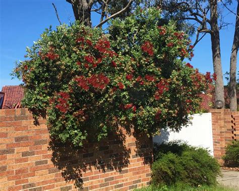 Gardensonline Metrosideros Excelsa