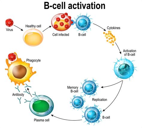 Memory B Cells T Cells And Some Become Cellspics