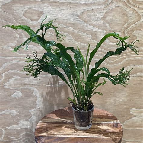 Crested Microsorum Bare Root Windelov Java Fern Au