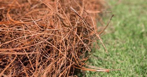 Pine Straw Benefits Uses Georgia Pine Straw