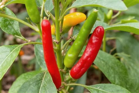 Chile Chiltepe Guia Prático Para Usar Essa Pimenta Selvagem