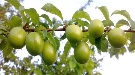 ტყემლის ბაღის გაშენება მოვლა მოსავლის აღება Agronews Ge