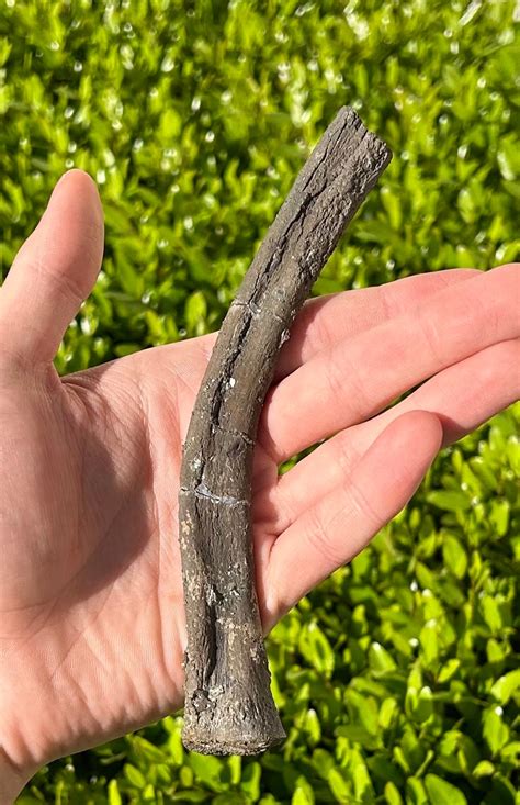 Rare Fossil Tylosaurus Mosasaur Rib Dinosaur Bone 6 4” Ozan Formation Cretaceous Age Aquatic