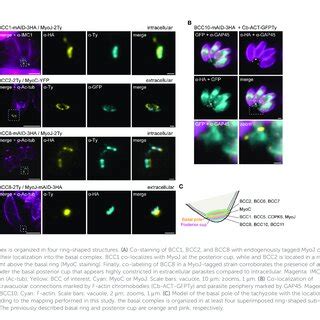BCC BCC BCC And BCC Depletion Impacts The Rosette Organization Download Scientific