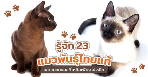 ความคิดเห็น รู้จัก 23 แมวพันธุ์ไทยแท้ และแมวไทยมงคลที่เหลือเพียง 4 ชนิด