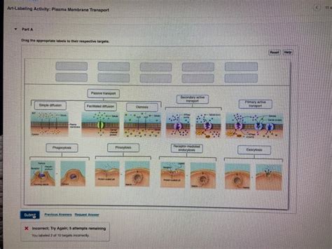 Session Masterin Lab The Cell Post Lab Chegg