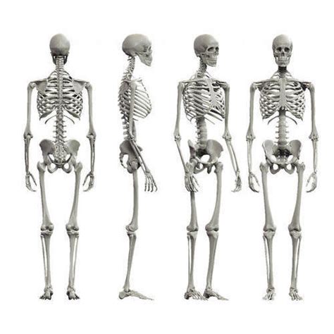 Human Skeleton Definition Structure Functions