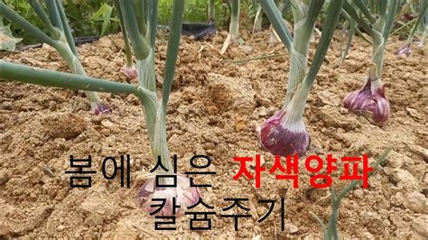 텃밭 농사 27 봄 양파 칼슘 주기 Ft비닐 제거 Youtube